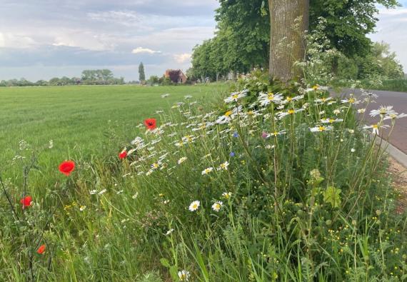 Bloeiende bermen en sloten door ecologisch maaien in gemeente Bronckhorst